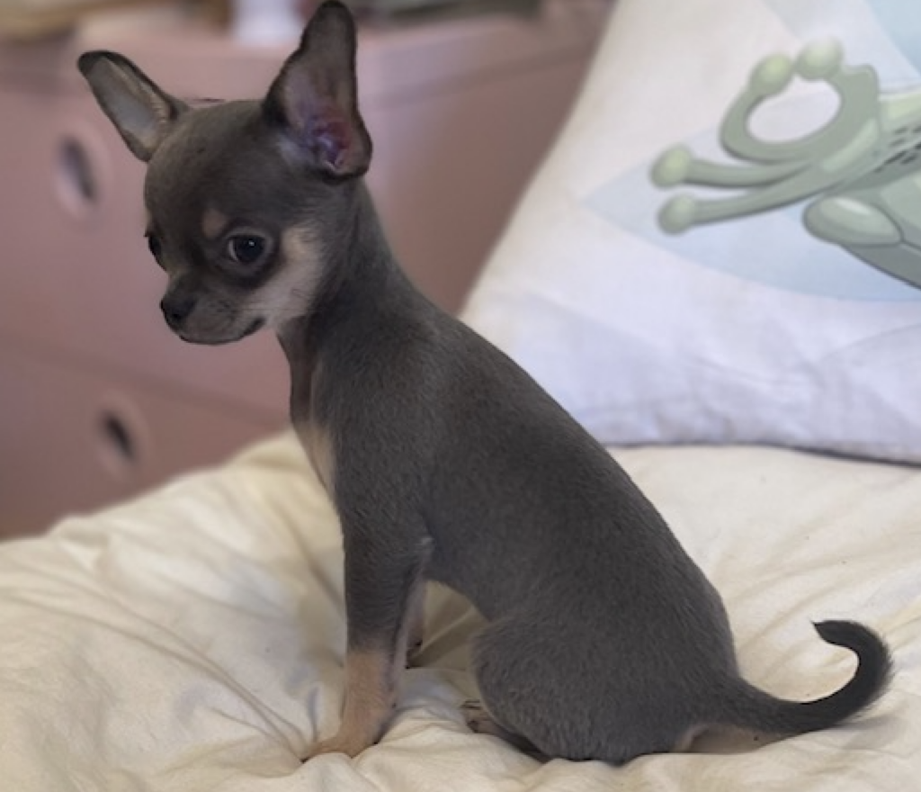 Tiny Diamond Dolls - Chihuahua Breeder, Puppies, Dogs For Sale